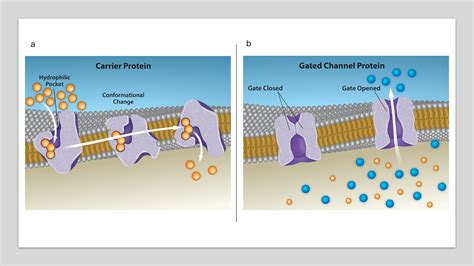 43 Passive Membrane Transport Concepts In Biology