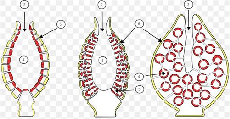 Sponge Asexual Reproduction Budding Spongia Officinalis Png