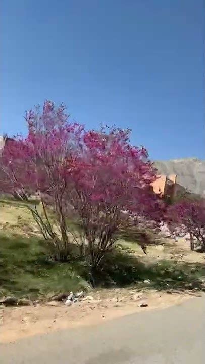 گلغندی پروان زیبا Youtube