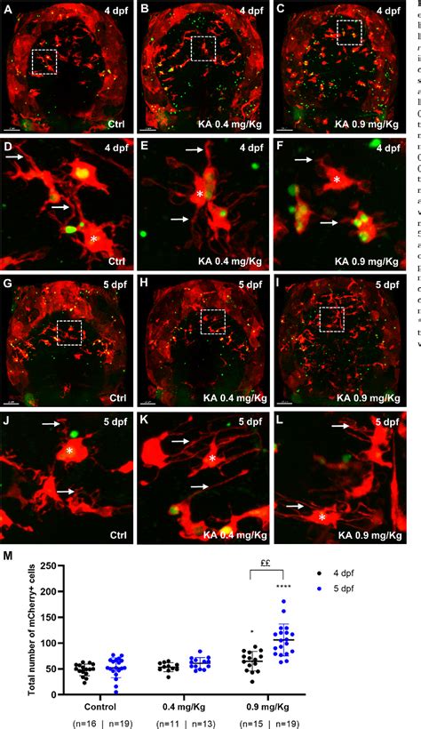 Figure 2 From Seizure Induced Increase In Microglial Cell Population In