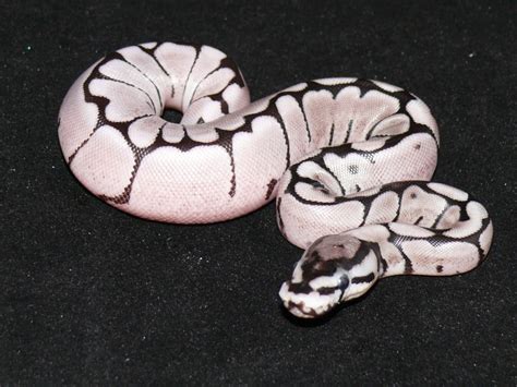 Axanthic Spider Ball Python