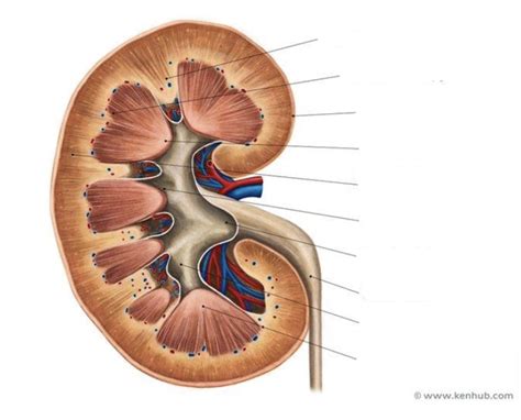 Diagram Of Osmoregulation Quizlet