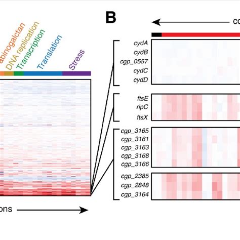 Clustering Analysis Of Phenotypic Profiles Identifies Genes With