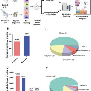 Global Proteomic And Phosphoproteomic Analysis Of Colorectal Cancer Download Scientific Diagram