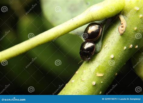 Shield Bugs Mating Stock Image Image Of Nature Mating 329973079
