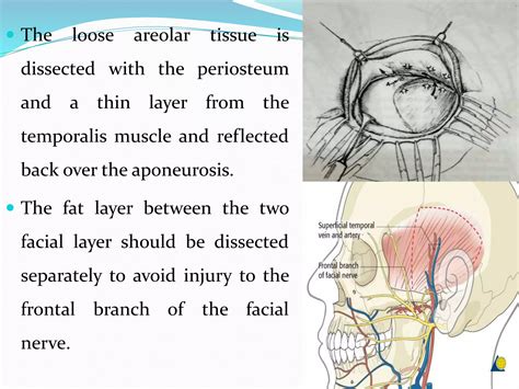 Scalp Incision And Blood Supply Pptx