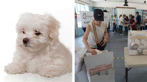 Perrita Funcionaria De Casilla Con Todo Y Uniforme Se Hace Viral Unotv