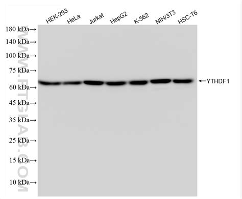 Ythdf1 Antibody 80876 2 Rr Proteintech