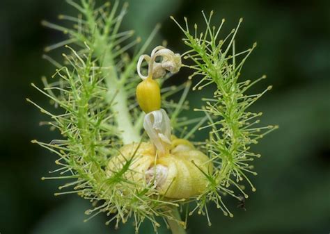 Premium Photo Passiflora Foetida Bush Passion Plant