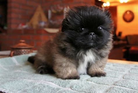 Peke Peke Pekingese Artofit