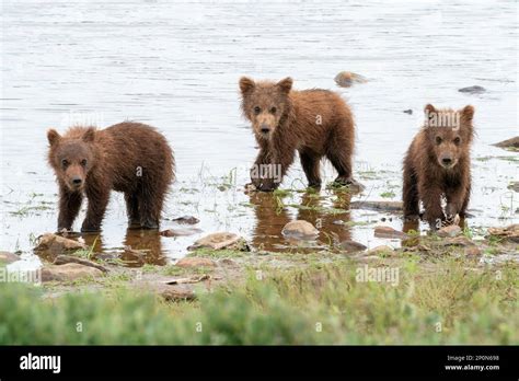 The Naughty Bear Cubs Alaska These Adorable Images Show How A Patient Bear Mum Letting Her