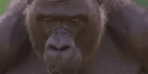 When I Try To Understand The Code I Wrote The Day Before The Coding Love Programmer Humor