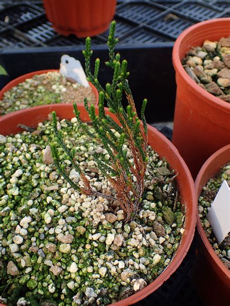 Cassiope Selaginoides Flower Leaf Care Uses Picturethis