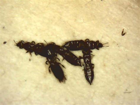 A Private Portrait Miniature Collection Thunder Bugs