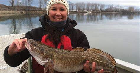 New Kootenai River Burbot Fishery To Open For Anglers Jan 1 Local