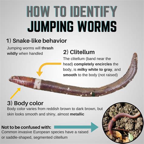 Terrestrial Invasive Species Tis Oneida County Land And Water