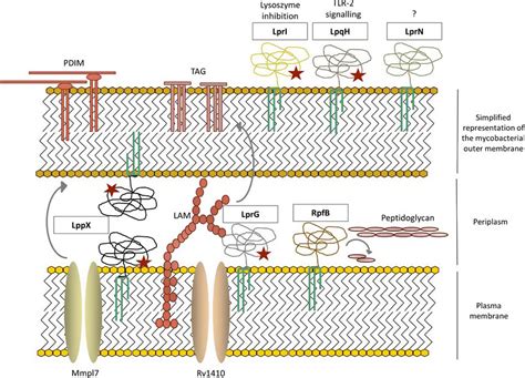 Mycobacterium Tuberculosis Structure And Function
