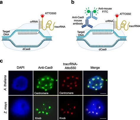 Crispr Cish An In Situ Chromogenic Dna Repeat Detection System For… Bhanu Prakash Potlapalli Phd