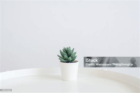 즙이 많은 집 식물은 테이블에 흰 냄비에 있습니다 가정 정원 인테리어의 현대적인 구성 미니멀한 디자인 0명에 대한 스톡 사진 및 기타 이미지 Istock