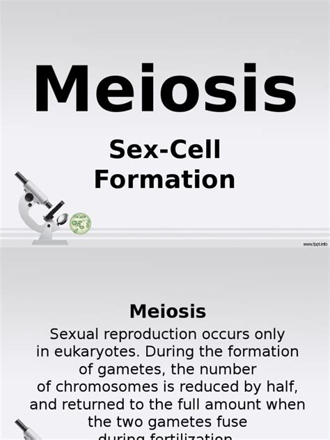 Meiosis Sex Cell Formation Pdf Meiosis Sexual Reproduction
