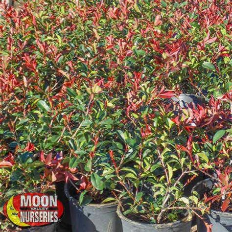 Red Tip Photinia Shrubs Moon Valley Nurseries