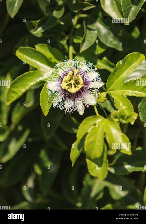 Purple And White Passionflower Fruit Passiflora Incarnate Booms On