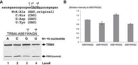 Pseudouridine Mediated Stop Codon Readthrough In S Cerevisiae Is Sequence Contextindependent