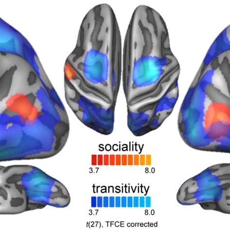 Rsa Statistical Maps Of The Searchlight Rsa For The Transitivity Model