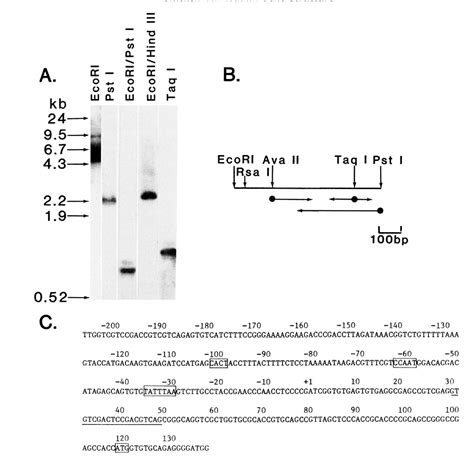 Figure 3 From The Structural Organization Of The Chicken Calmodulin Gene Semantic Scholar