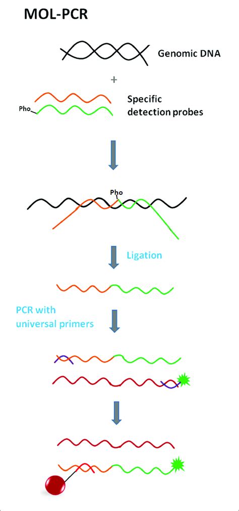 Principle Of Multiplex Oligonucleotide Ligation Pcr Assay Mol Pcr Download Scientific