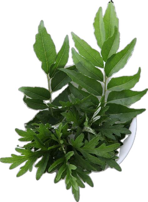 Mugwort How It Works How It Is Used And Side Effects Mugwort