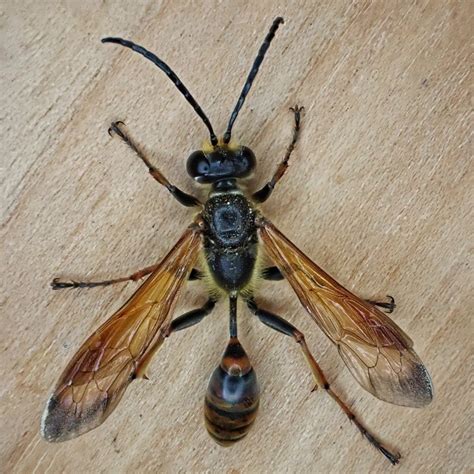 Isodontia Elegans Elegant Grass Carrying Wasp 10000 Things Of The Pacific Northwest