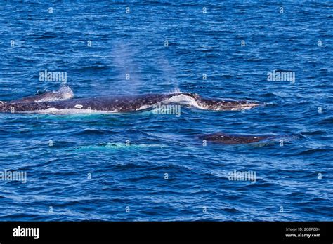 Humpback Whales Travelling North On Their 10 000 Km Migration Stock