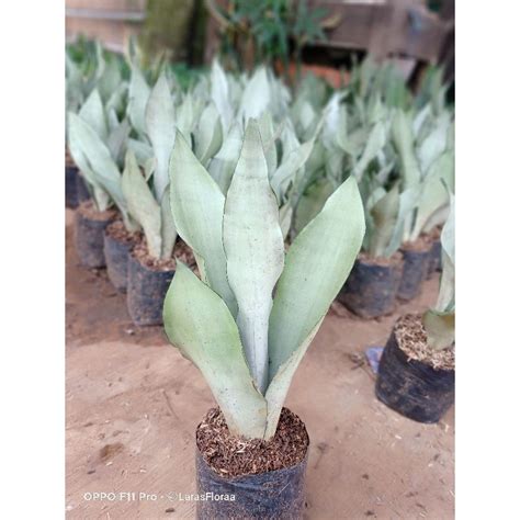 Jual Bisa Cod Tanaman Hias Sansivera Monshine Realpict Pohon Sensivera Moonlight Bunga