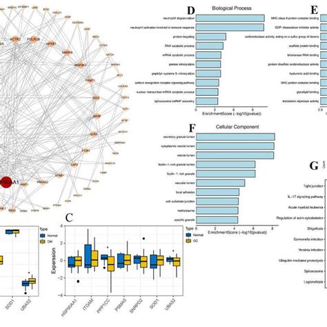 Identification And Functional Enrichment Analysis Of Hub Download