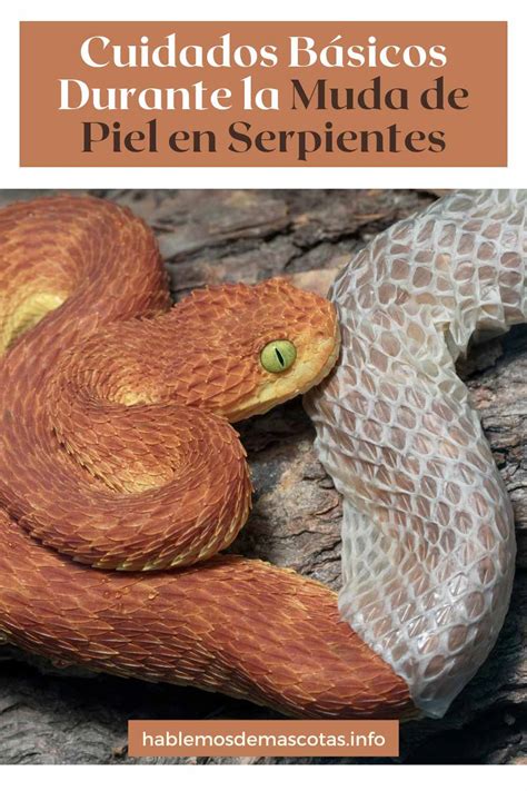 Cómo Cuidar De Tu Serpiente Cuando Muda De Piel