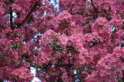 Malus Strathmore Red Crabapple