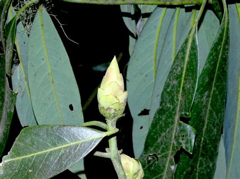Lauraceae Eflora Of India