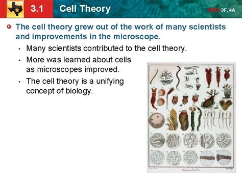 Cell Structure And Function 3 1 Cell Theory
