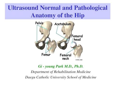 Pdf Ultrasound Normal And Pathological Anatomy Of The Hip Dokumen Tips