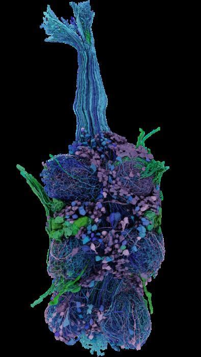 Researchers Map Flys Neural N [image] Eurekalert Science News Releases