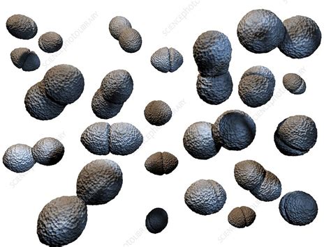 Enterococcus Bacteria Artwork Stock Image C022 5953 Science Photo Library