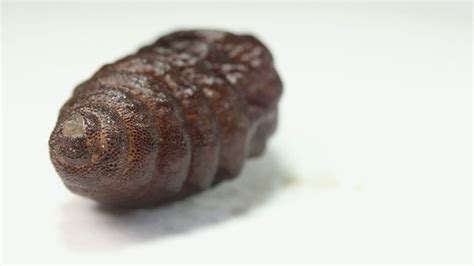 「cuterebra」の写真素材 16件の無料イラスト画像 Adobe Stock