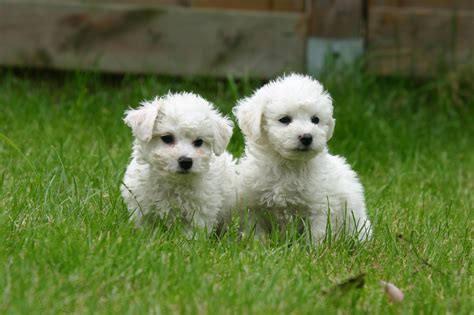 Quelle Est La Différence Entre Un Chien Frisé Et Un Bichon Maltais Fidp