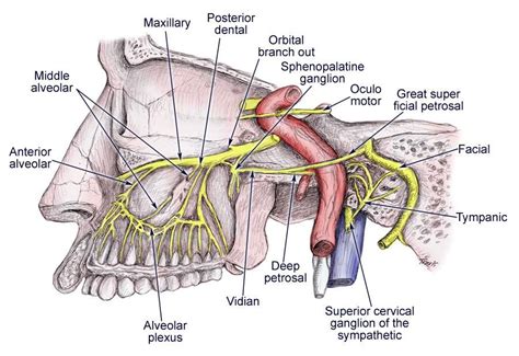 Diagram Of The Second Branch Maxillary Of The Trigeminal Nerve With