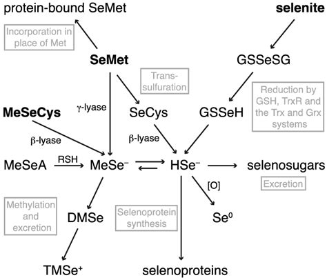 An Overview Of The Metabolism Of The Dietary Selenium Compounds Download Scientific Diagram