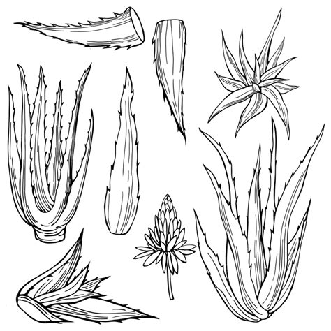Aloe Vera Plant Vector Hd Images Hand Drawn Aloe Vera Plant Plant