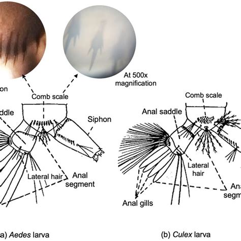 Higher Order Abdominal Segmentation At Larva Stage Download