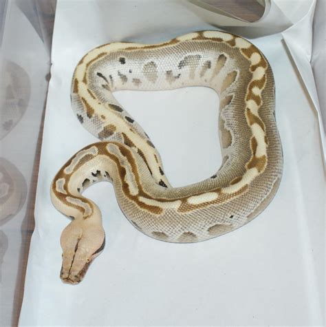 Se England Borneo Short Tail Pythons All Shapes And Sizes Reptile