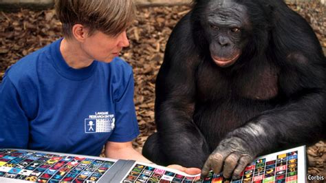 Chimpanzee Intelligence Photographic Memory Communication And